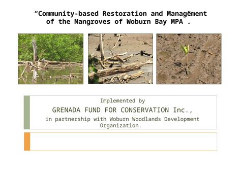 Ppt Community Based Restoration And Management Of The Mangroves Of