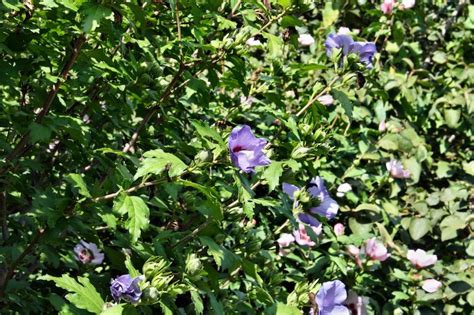 Purple Flowering Trees That Grow In Australia Ultimate Backyard