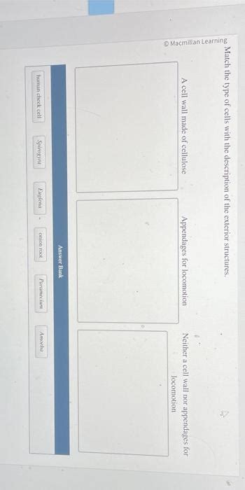 Match The Type Of Cells With The Description Of The Chegg Com