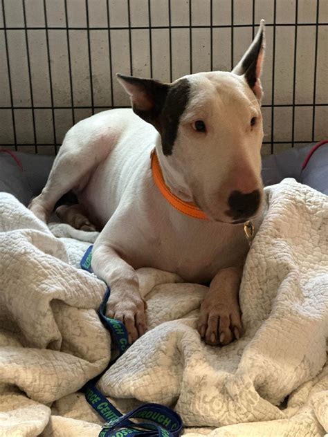 A Trooper Florida Dog Rescued From Hurricane Milton On I 75 Awaits