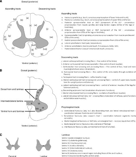 Figure 1 From Central Pattern Generators In The Brainstem And Spinal Cord An Overview Of Basic