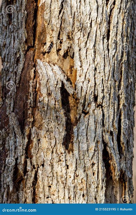 Close Up Of A Dead Elm Tree Stock Image Image Of Disturbance Beetles 215523195