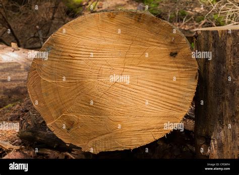 Tree Trunk Being Cut 01 Stock Photo Alamy
