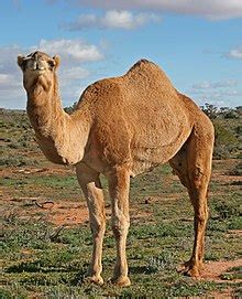 Camelus Dromedarius Wikipedia