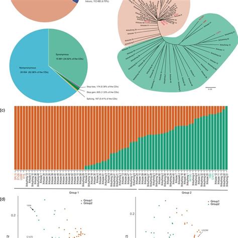 Single Nucleotide Polymorphisms Snps Annotation Phylogenetic Tree Download Scientific
