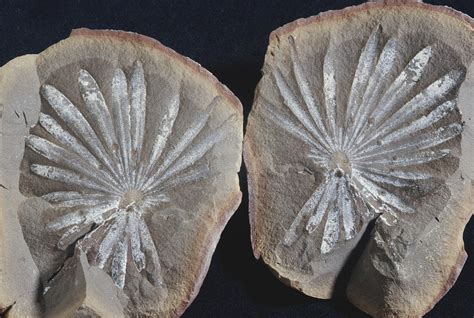 Pteridophyta Fossil