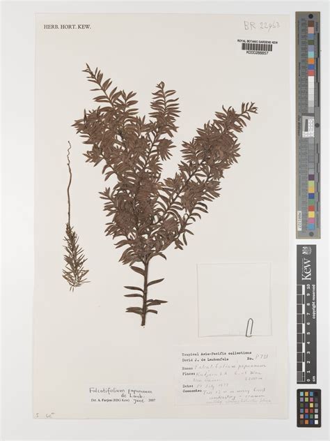 Falcatifolium De Laub Plants Of The World Online Kew Science