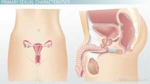 Examples Of Primary Sex Characteristics In Humans Explained