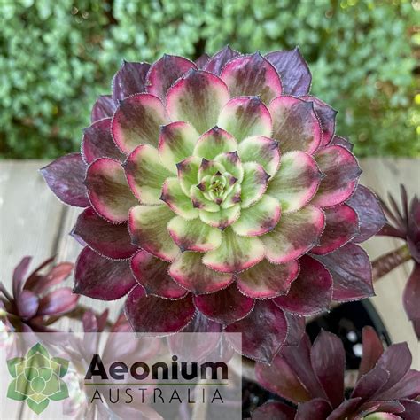 Aeonium Zixia Fairy Aeonium Australia