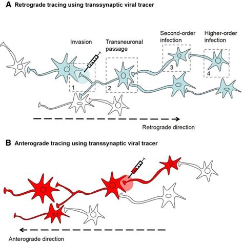Trans Synaptic Neural Circuit Tracing With Neurotropic Viruses Pmc