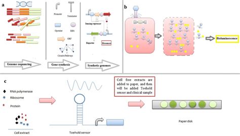 Synbio For Biosensors A Cutting Edge Dna Sequencing And The Technology