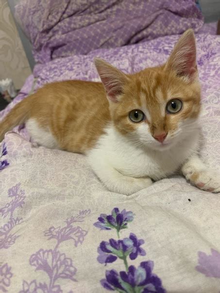 Отдам котёнка девочку в добрые руки К лотку приучена Подслушано Богословка Малая Валяевка