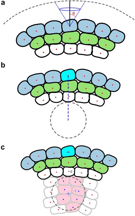 A Schematic Illustrating The Use Of Cones To Define Cell Axes Relative