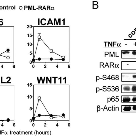 Pml Rarα Supresses Nf κb Activity Wt Mefs Were Transfected With Empty