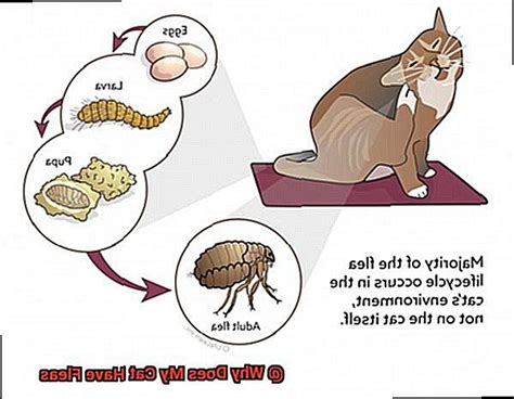 Why Does My Cat Have Fleas 21Cats Org