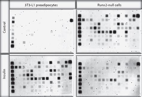 Figure 1 From Runx2 Regulates The Gene Network Associated With Insulin Signaling And Energy
