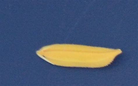 Rice Seed Classification Object Detection Dataset And Pre Trained Model By Juthatip Nakok