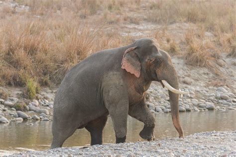 Understanding Checkpointing Implementation In Mysql And Postgresql For