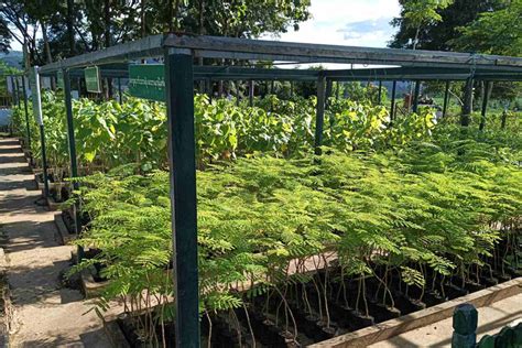 သီပေါမြို့နယ် သစ်တောဦးစီးဌာနမှ သဘာဝပတ်ဝန်းကျင်စိမ်းလန်စိုပြေရေးအတွက် သစ