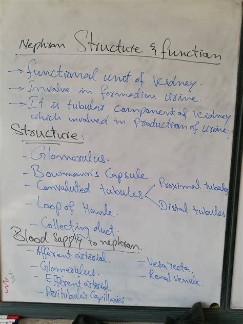 Structure N Function Of Nephron Young Biologists Gck Facebook