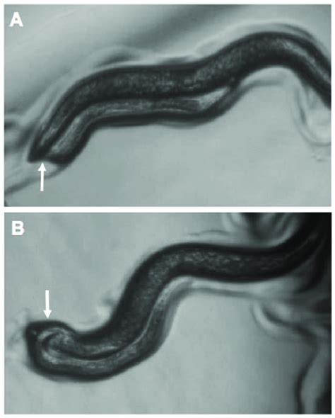 Left Right Male Turning Behavior During Mating A Right Turn Here A Download Scientific
