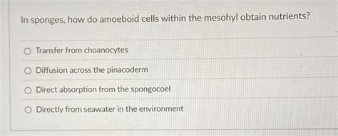 Solved In Sponges How Do Amoeboid Cells Within The Mesohyl