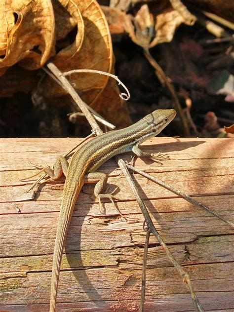 80000 Free Lagartija Animada And Lizard Images Pixabay