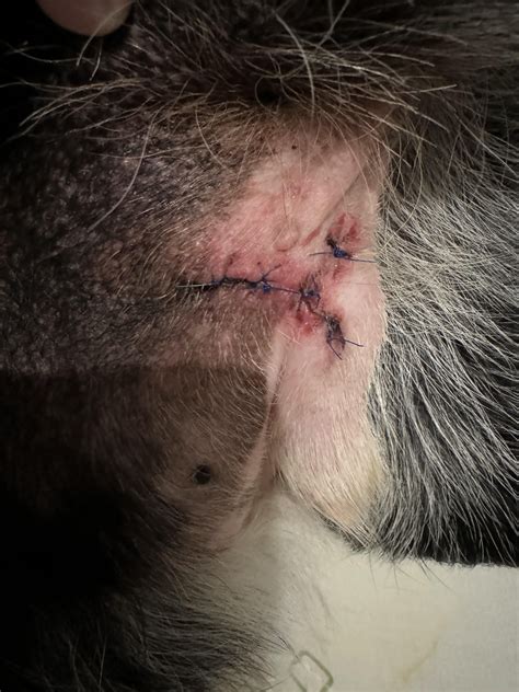 4 Days Post Op Picredness Rvet