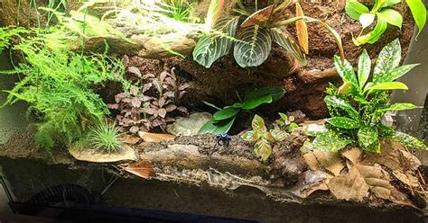 4 Months Of Plant Growth And Two Happy Dart Frogs Imgur