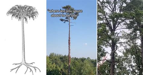 What Is A Lepidodendron Tree The Meme Explained