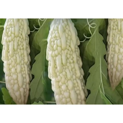 Bitter Melon Photos Object Detection Dataset V2 2024 02 14 12 15am By Momordica Charantia