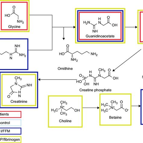 Creatine Biosynthesis And Glycine Degradation Pathway Showing Download Scientific Diagram