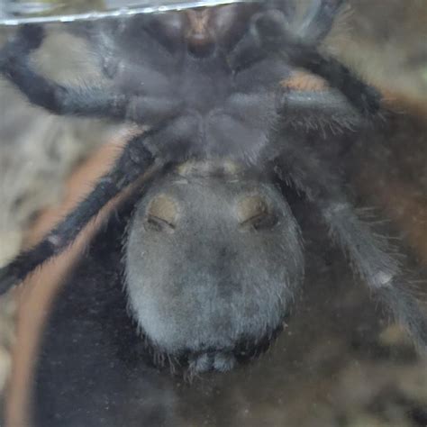G Pulchra Sex Rtarantulas