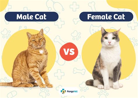 Male Vs Female Cats The Key Differences With Pictures Pangovet