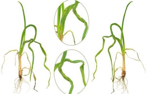 რატომ ხმება ხახვი მიზეზები და ეფექტური მეთოდები გადასარჩენად რჩევები ვივიენისგან