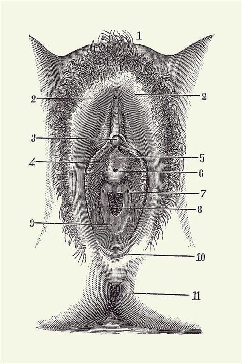 Female Reproductive Diagram The Vagina Vintage Anatomy 2 Drawing By