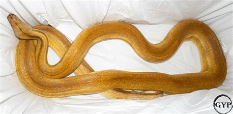 Titanium Sunfire Tiger Reticulated Python Gopher Your Pet