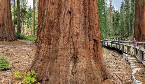 Mariposa Grove T Shop