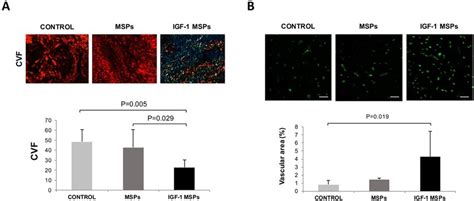 A Microphotographs Of Picrosirius Red Staining Under Polarized Light Download Scientific