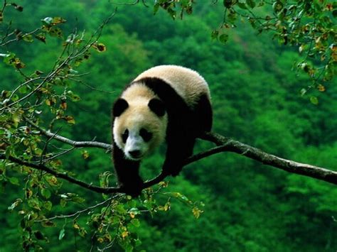 大熊猫有哪些生活习性或特点