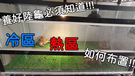 輕鬆養陸龜EP1 如何布置陸龜環境簡單養好陸龜 YouTube