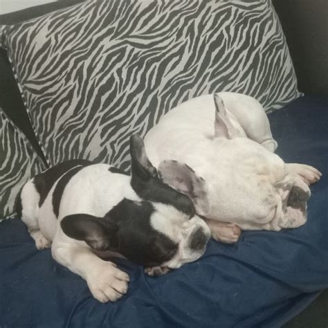 Brian Saucedo Youtube