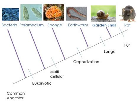 Evolution The Garden Snail Resource