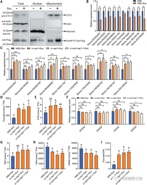 Science 河南大学王学路团队研究揭示豆科植物根瘤能量状态调节共生固氮的机制 知乎