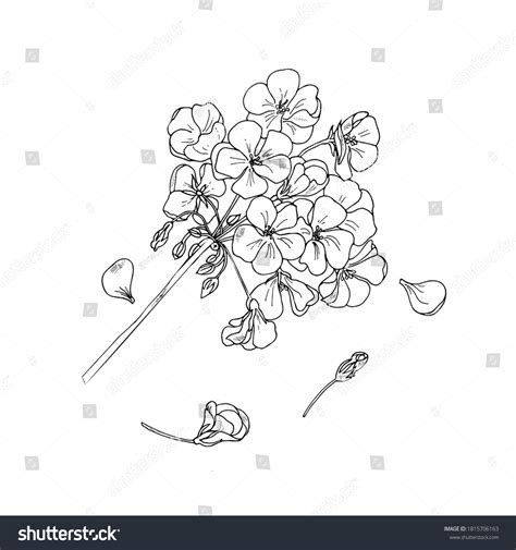 Geranium Drawing
