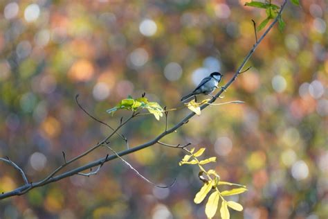 今朝の小鳥皇帝ダリアモンブラン 鳥を見るtorimi82のブログ