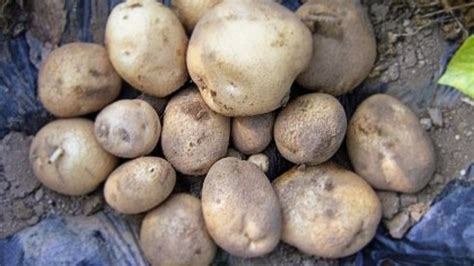 봄 감자 심는시기 씨감자 파종시기 싹난감자 심기 재배방법 키우기 수확시기 네이버 블로그 봄 감자 심는시기 씨감자 파종시기 싹난감자 심기 재배방법 키우기 수확시기 네이버 블로그