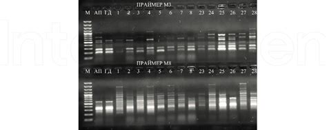 Electropherogram Of Apple Tree Dna Fragment Amplification Products