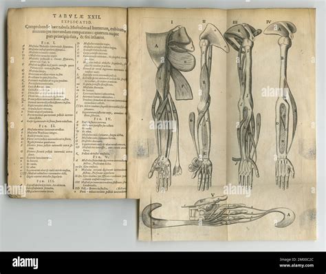 Aged Old Anatomy Book An Old Anatomy Book With Its Pages On Display