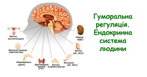 Гуморальна регуляція Ендокринна система Тест на 24 запитання Біологія
